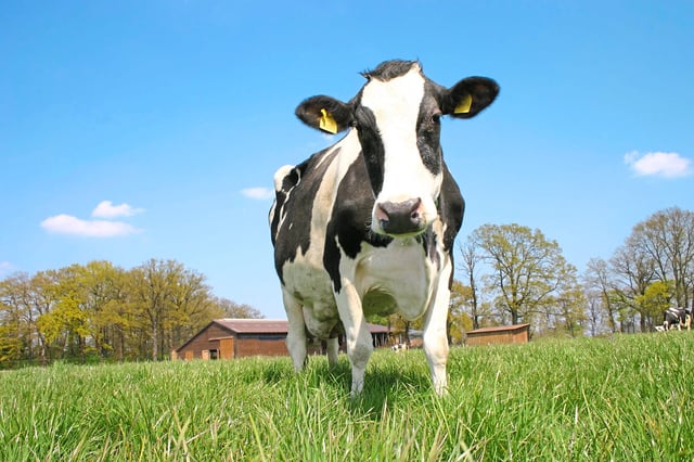 Die Kuh macht viel mehr als nur „muh“