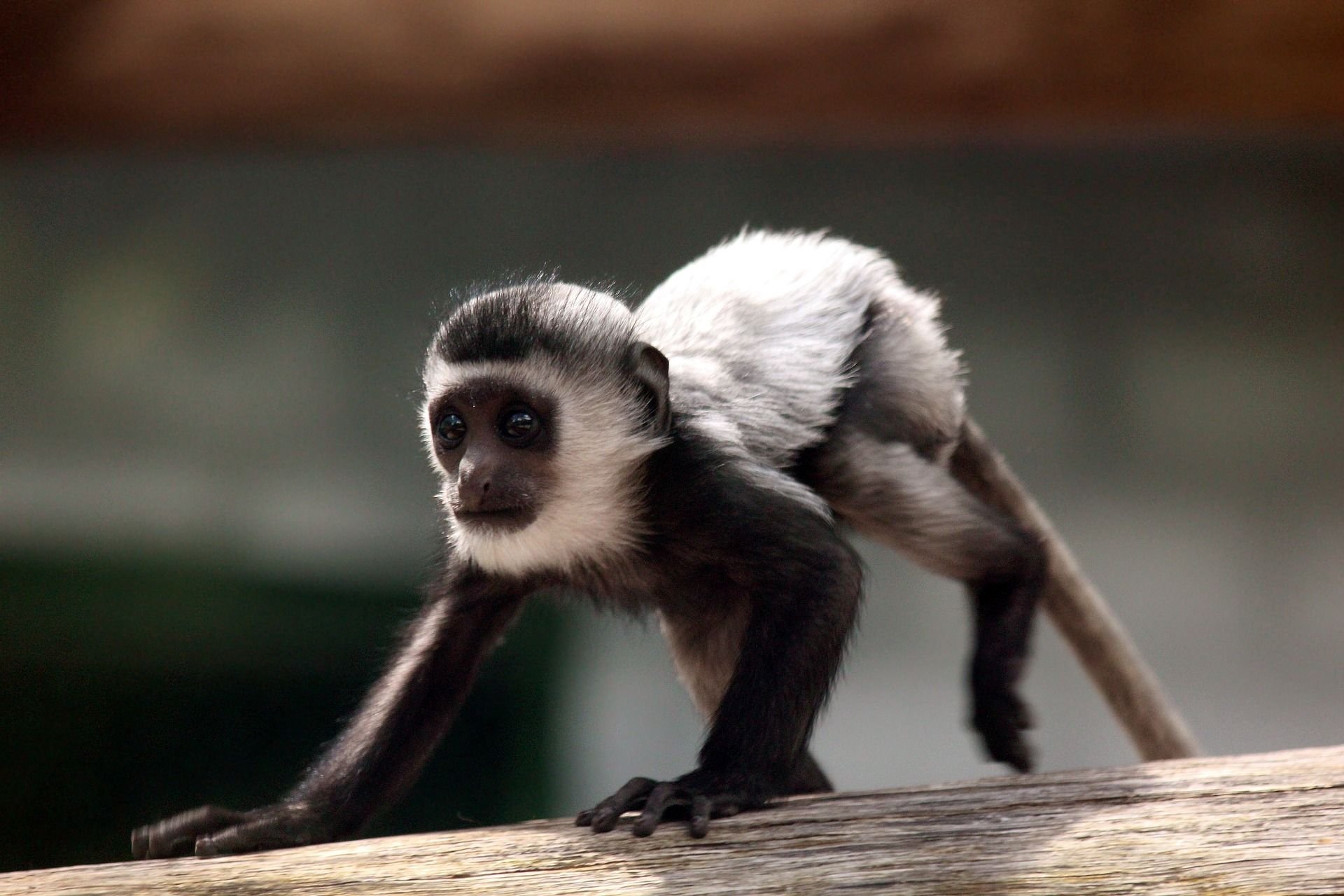 Allwetterzoo Münster: Nachwuchs im Affengehege – Bitte an Besucher