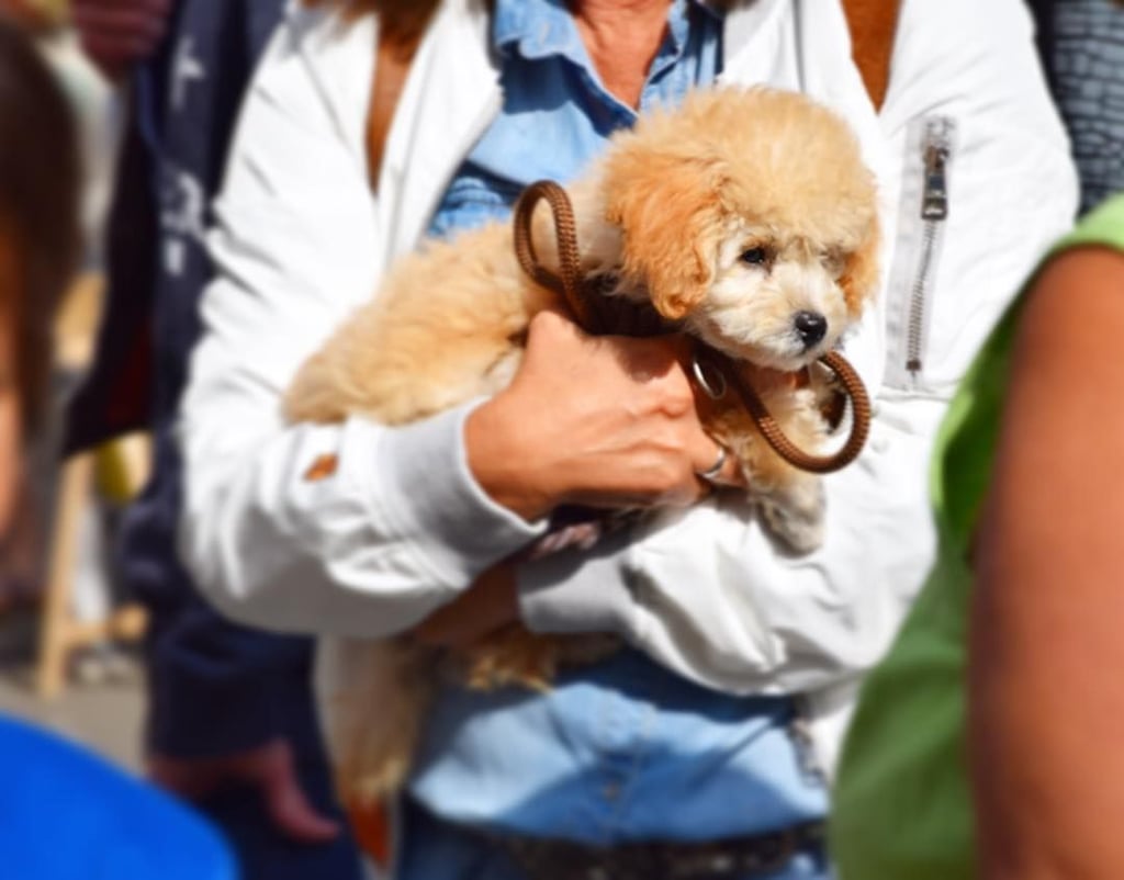 Welthundetag: Zeigt her eure Lieblinge! Wir suchen das schönste Bild