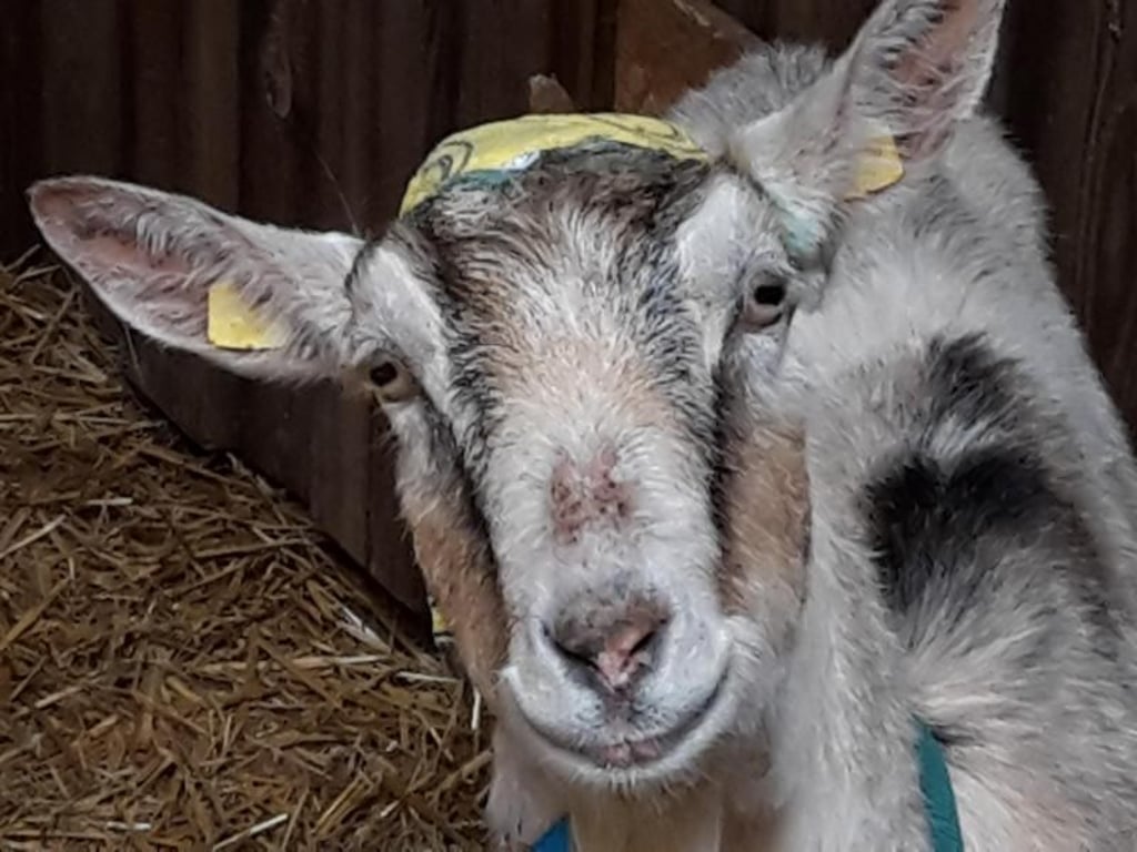 Steinbruch-Ziege heißt jetzt Flöckchen