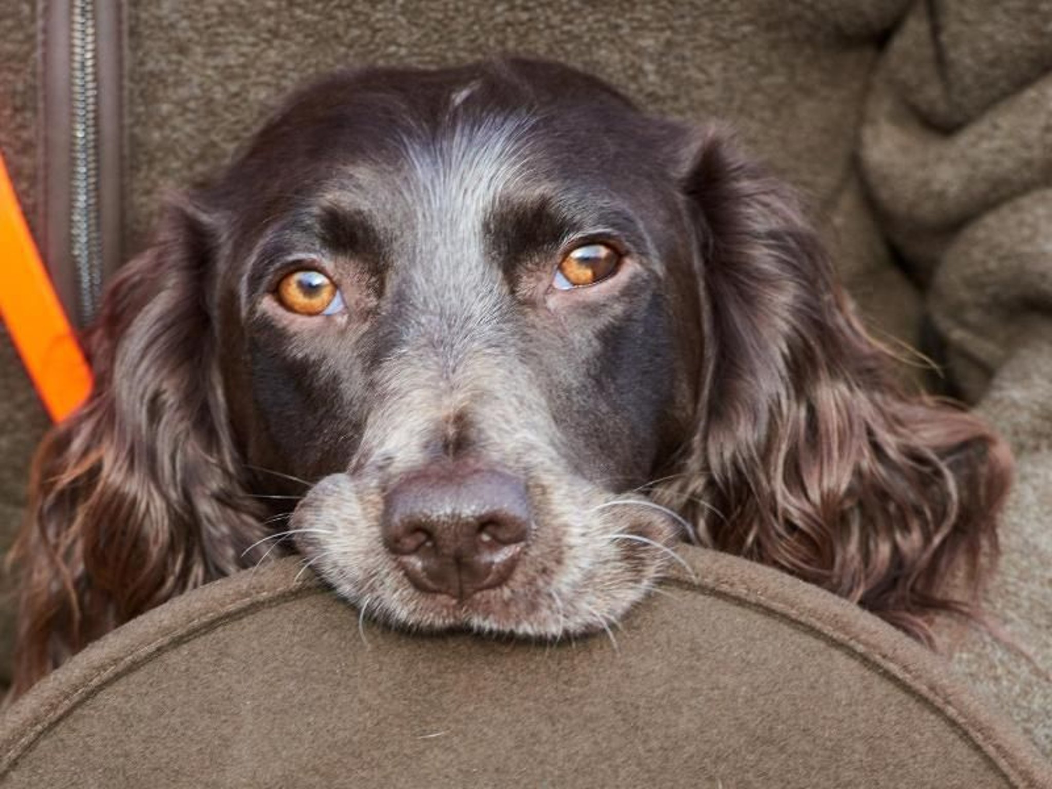 «Jagd & Hund» erwartet 80 000 Besucher in Dortmund