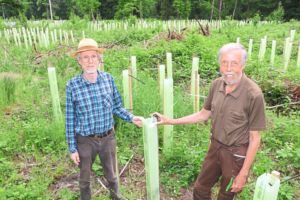 Eichen geschützt im „Gewächshaus“