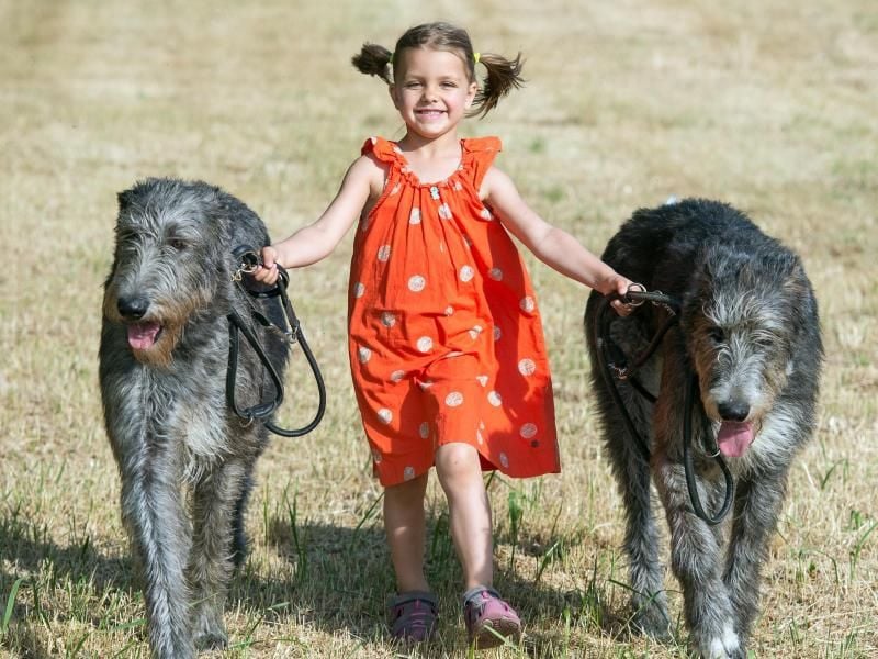 Doppeltes Glück? So klappt der Alltag mit Zweit-Hund