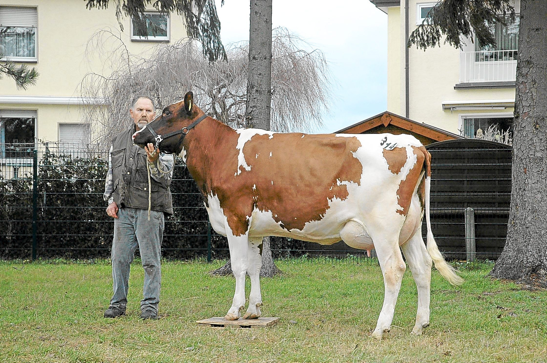 Höchstpreise für Tiere von Frank Osterhaus bei der Auktion der Rinder ...