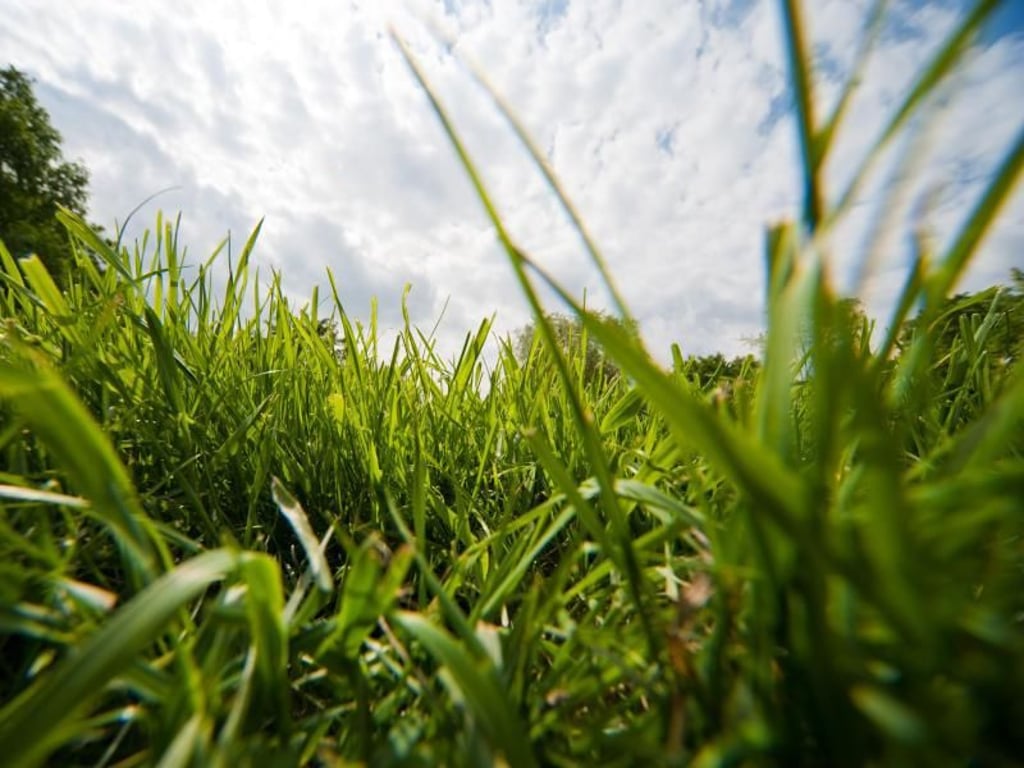 Neuer Rasen braucht 14 bis 25 Grad zum Wachsen