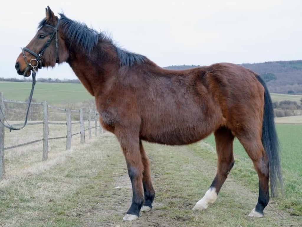 Cushing ist die Krankheit der alten Pferde