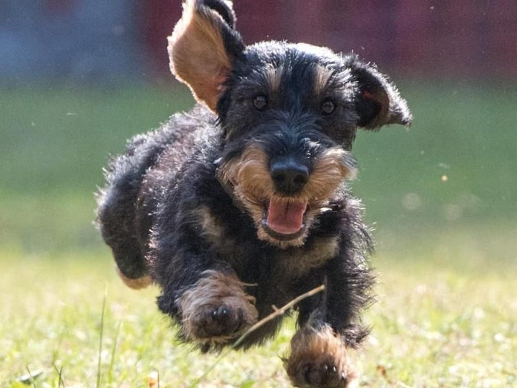 Dackelrennen sind Spaß für Hund und Herrchen