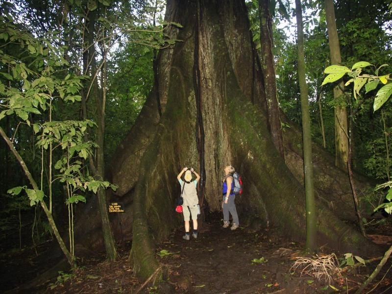 Wie Tarzan von Baum zu Baum - Natururlaub in Costa Rica