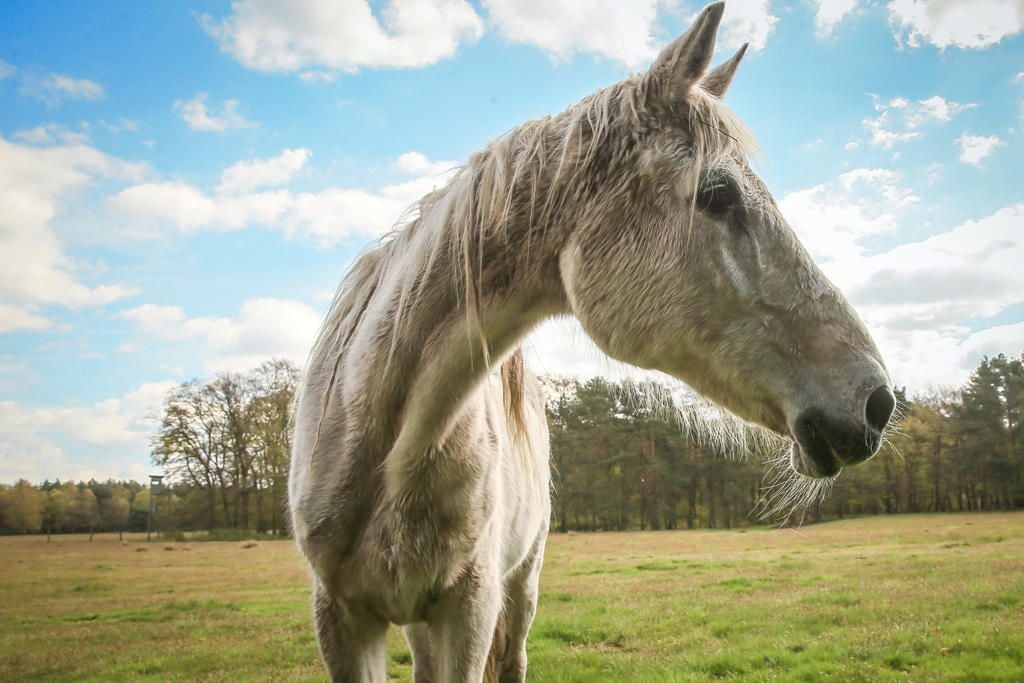 Senner Pferde grasen wieder in Hövelhofer Naturschutzgebiet Moosheide