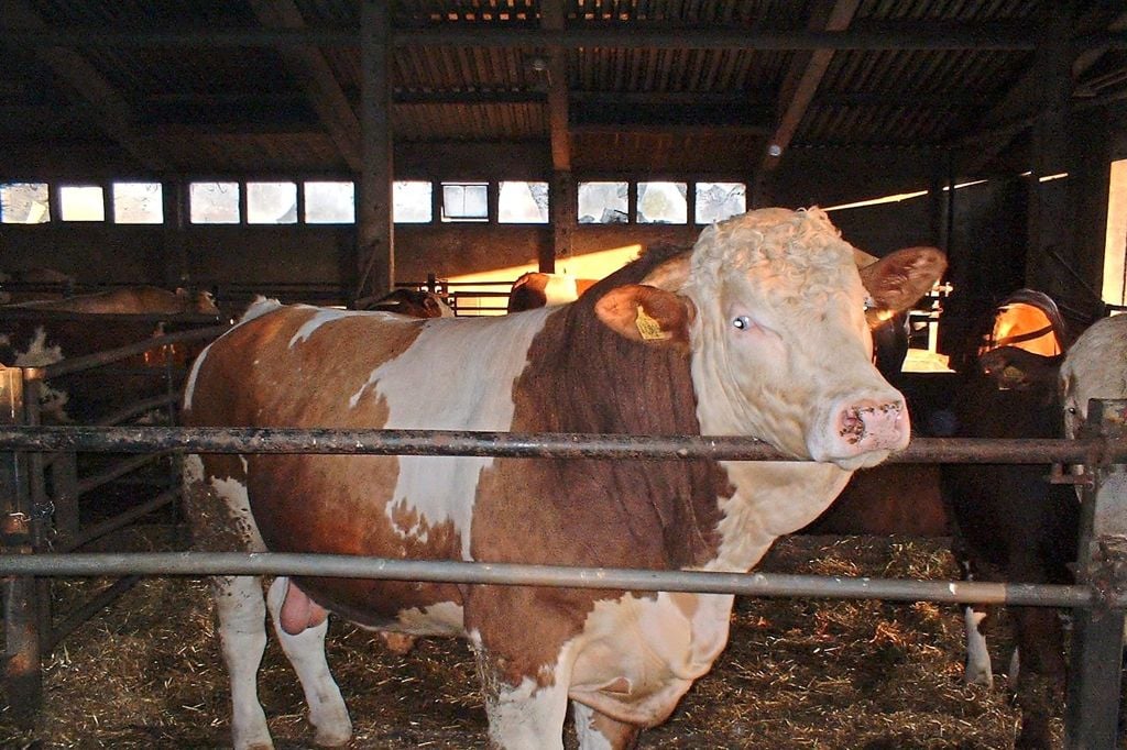 Aus für Bullenstall-Pläne