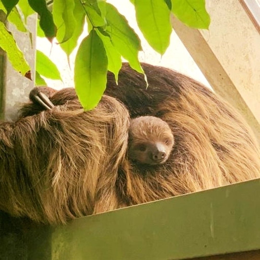 Krefelder Zoo: Faultier Jan wird zum 20. Mal Vater
