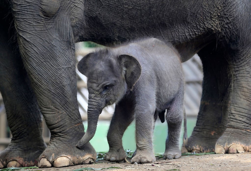 Elefantenbaby: Erstmals Dickhäuter-Nachwuchs im Bali Zoo