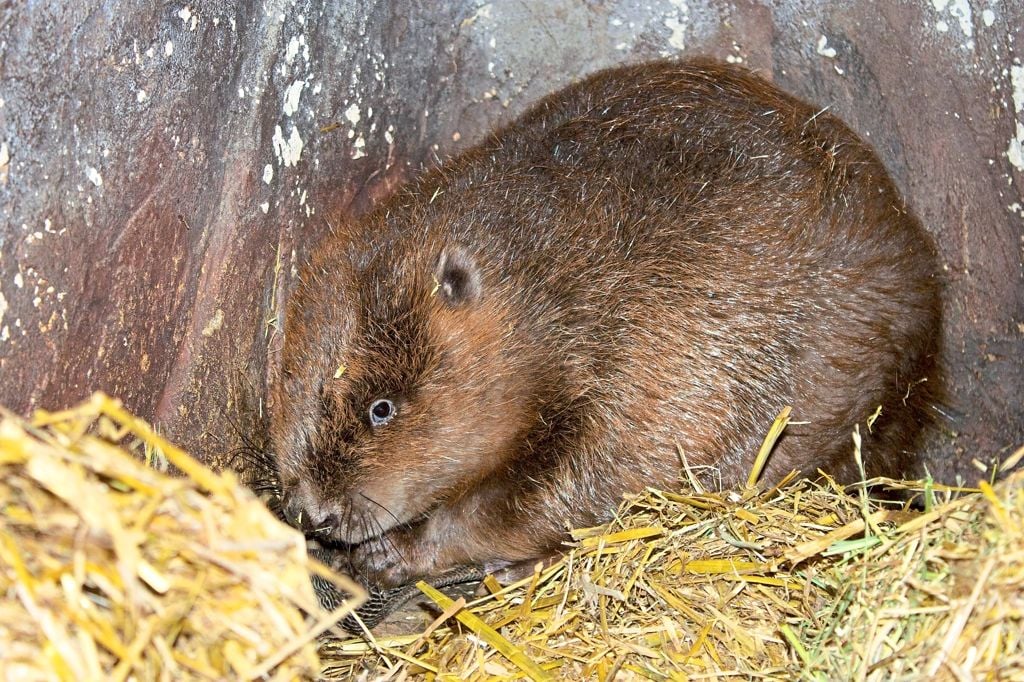 Biber-Zuwachs im Tierpark Olderdissen