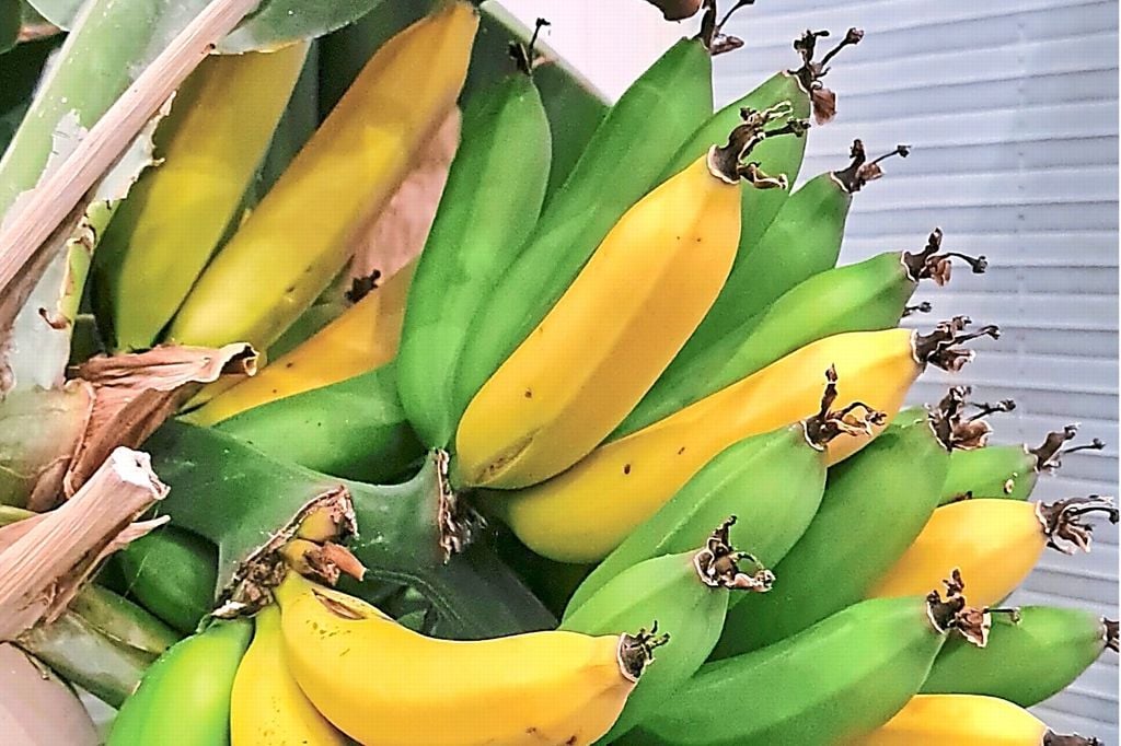 Bananenstaude überrascht mit süßen und leckeren Früchten