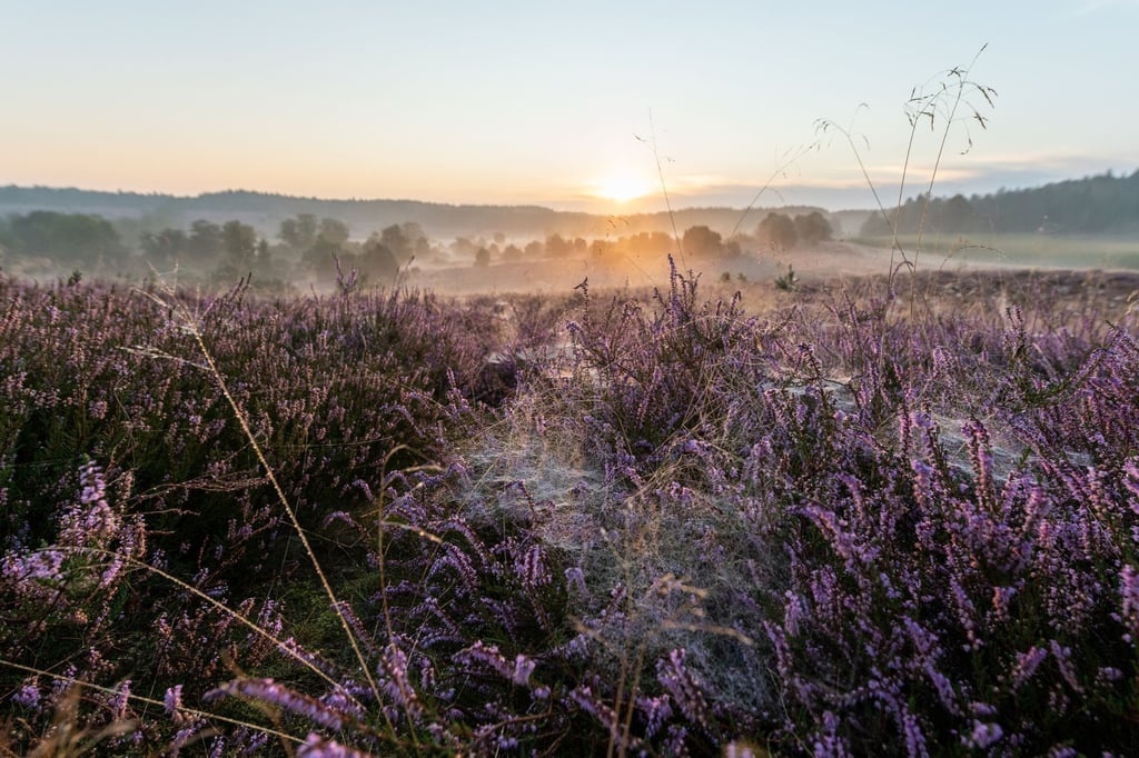 Die Lüneburger Heide blüht - Saison zieht Besucher an