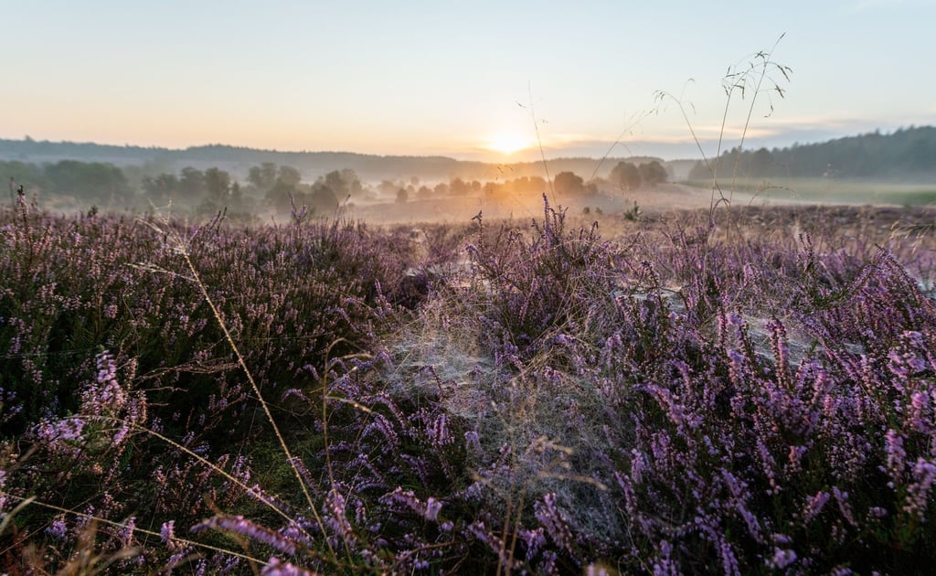 Die Lüneburger Heide blüht - Saison zieht Besucher an