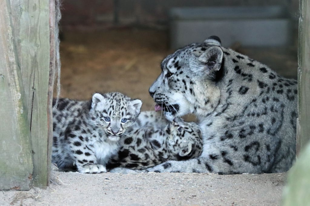 Zwei Schneeleoparden kommen in Krefeld zur Welt