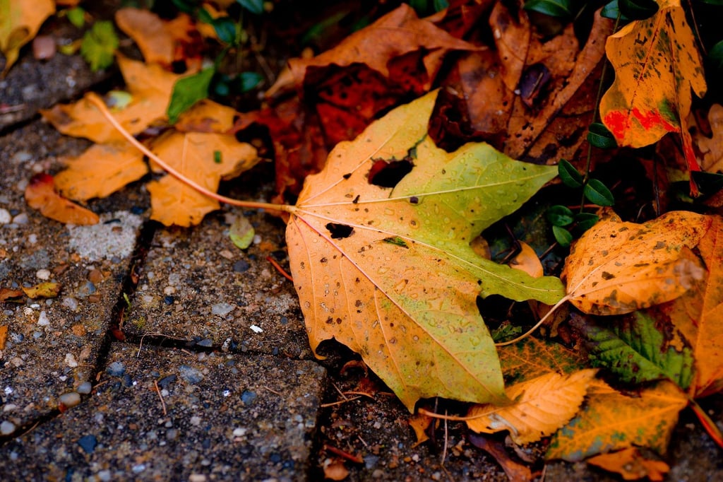 Herbstliche Vorbereitungen im Garten