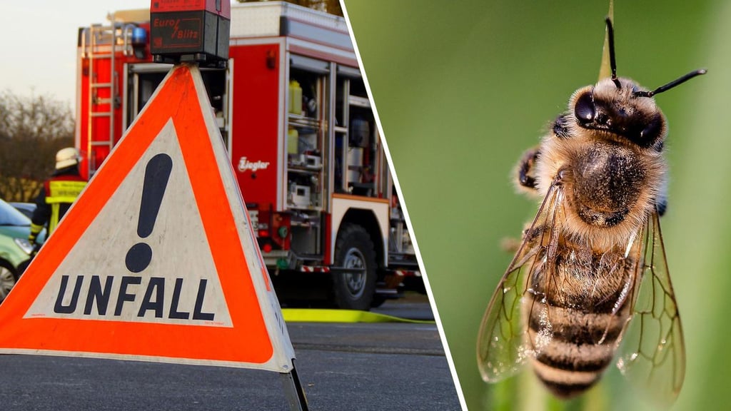 Bad Salzuflen – Durch Biene abgelenkt: Auto überschlägt sich
