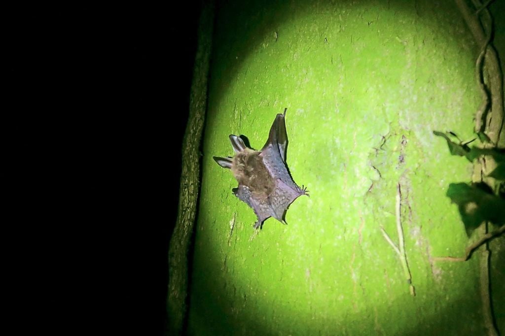 Ökopunkte für Habitat der Fledermaus