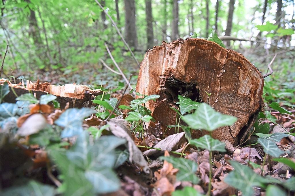 Sicher durch den Langstwald