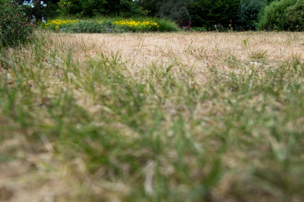 Rasenpflege: Vertrocknete Grünflächen wiederbeleben