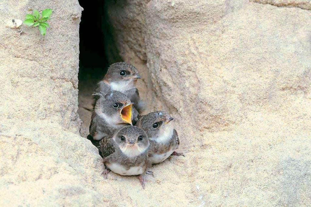 Artenreichtum der Senne im Kalender 2023