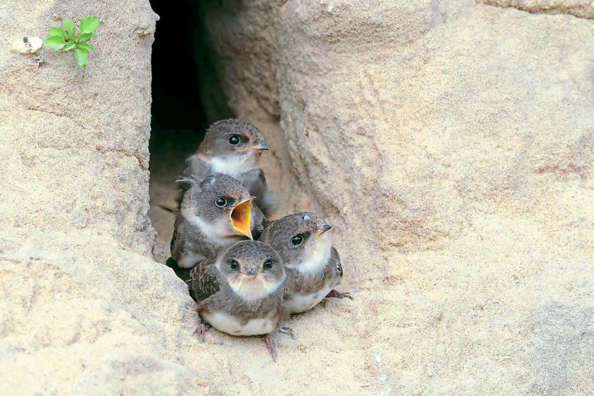 Artenreichtum der Senne im Kalender 2023