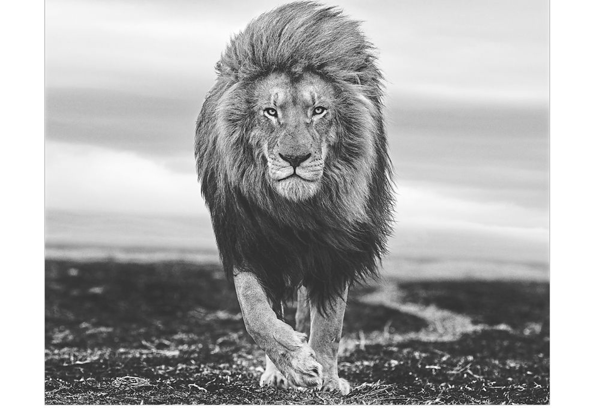 Wildtieren in die Augen geblickt