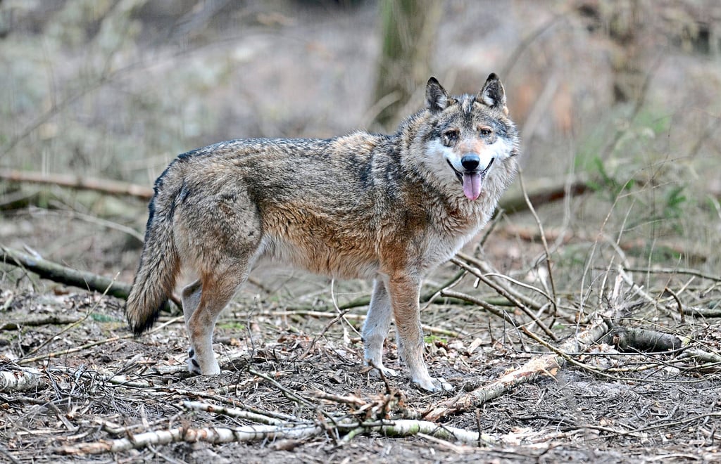 Die Senne-Wölfin ist verschwunden