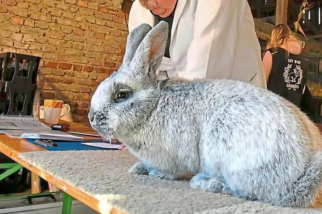 Davertstolz zeigt 137 Tiere