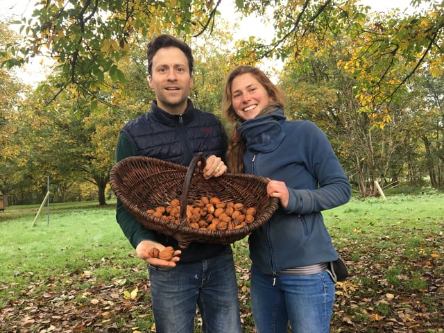 Es gibt wieder Walnüsse in Amelunxen
