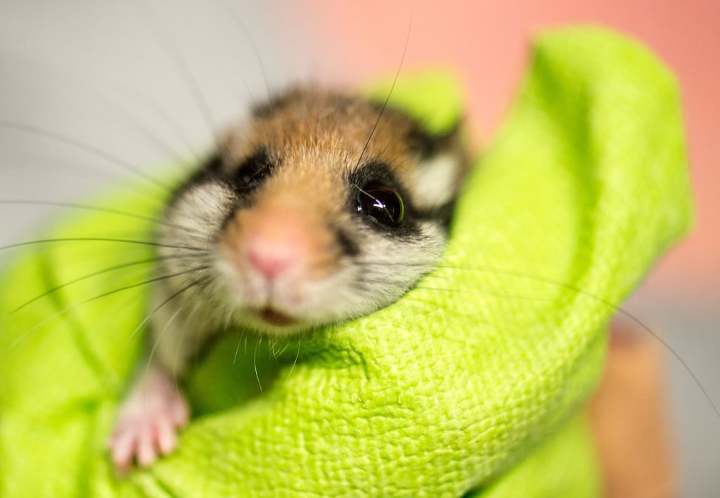 Gartenschläfer ist Tier des Jahres 2023