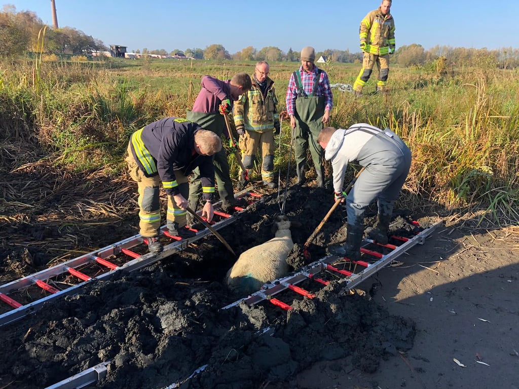 Delbrücker Feuerwehrleute retten Schaf aus dem Matsch