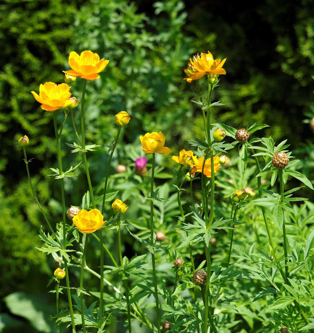 Kalender zeigt Motive aus Lieblingsgärten in Borchen
