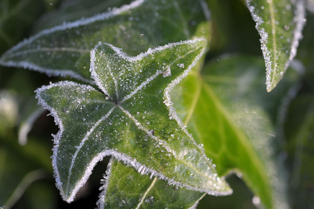 Drei gute Gründe für den Efeu im Garten