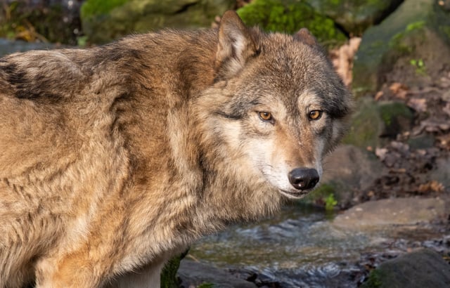 Immer mehr Wölfe in NRW und im Münsterland gesichtet