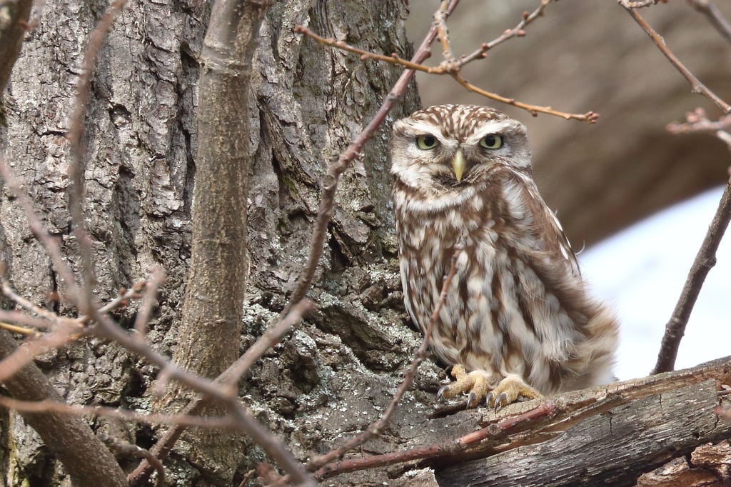 Kleine Eule schreibt ihre Erfolgsgeschichte fort