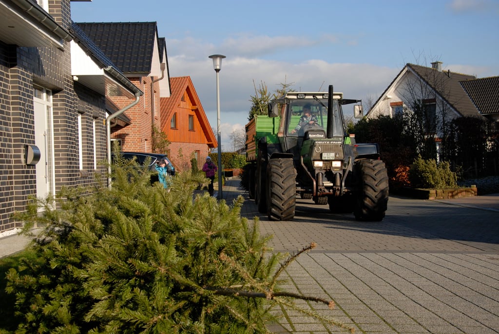 Hiddenhauser sammeln Tannen ein