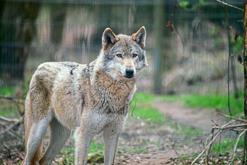 Wölfe: „Jeder Hinweis ist wichtig"