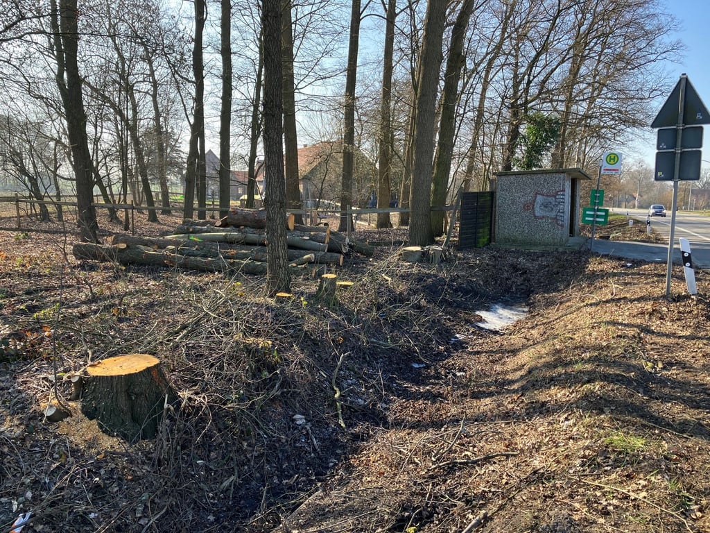 Emotionen um Bäume in Halle kochen hoch