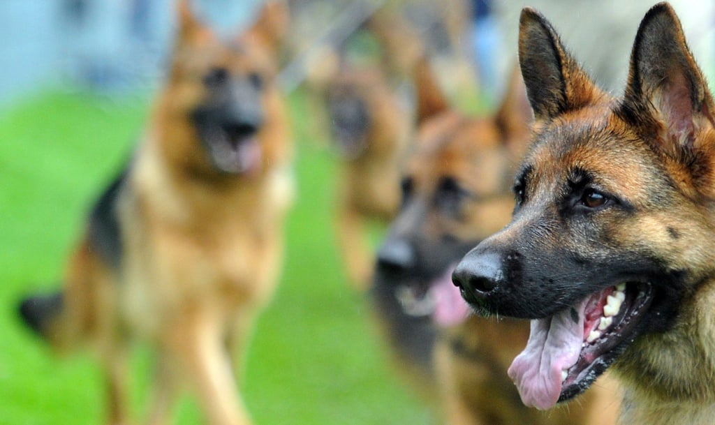 Werther: Freunde der Schäferhunde sind seit 60 Jahren aktiv