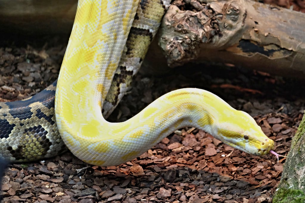 Tierpark Herford: mehr Platz für die Riesenschlangen