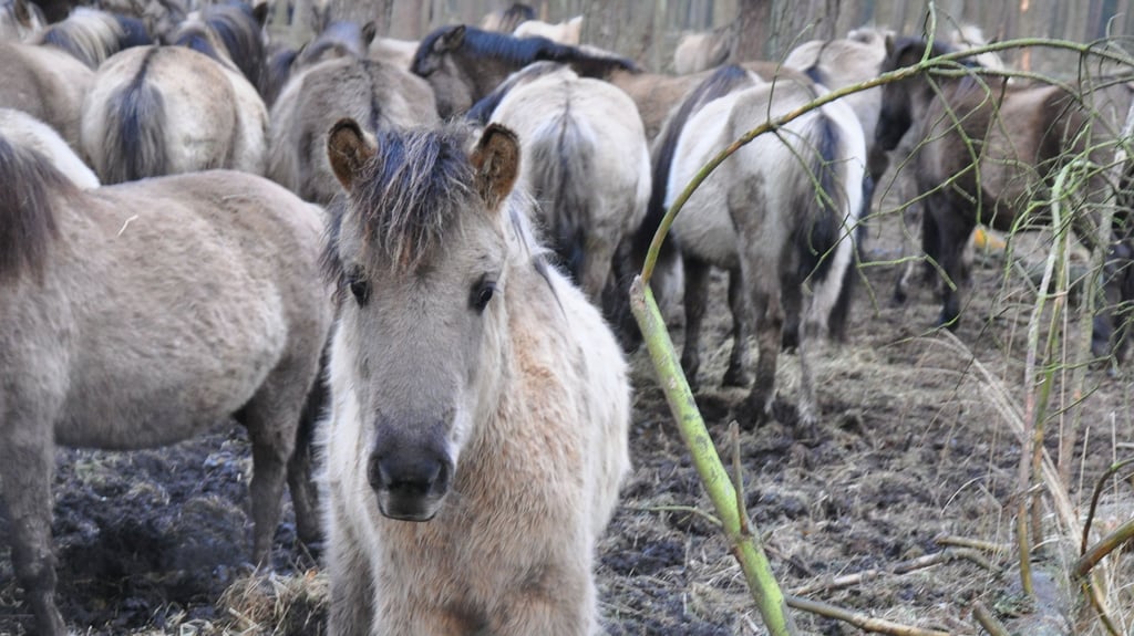Saisonstart in der Wildpferdebahn verschiebt sich