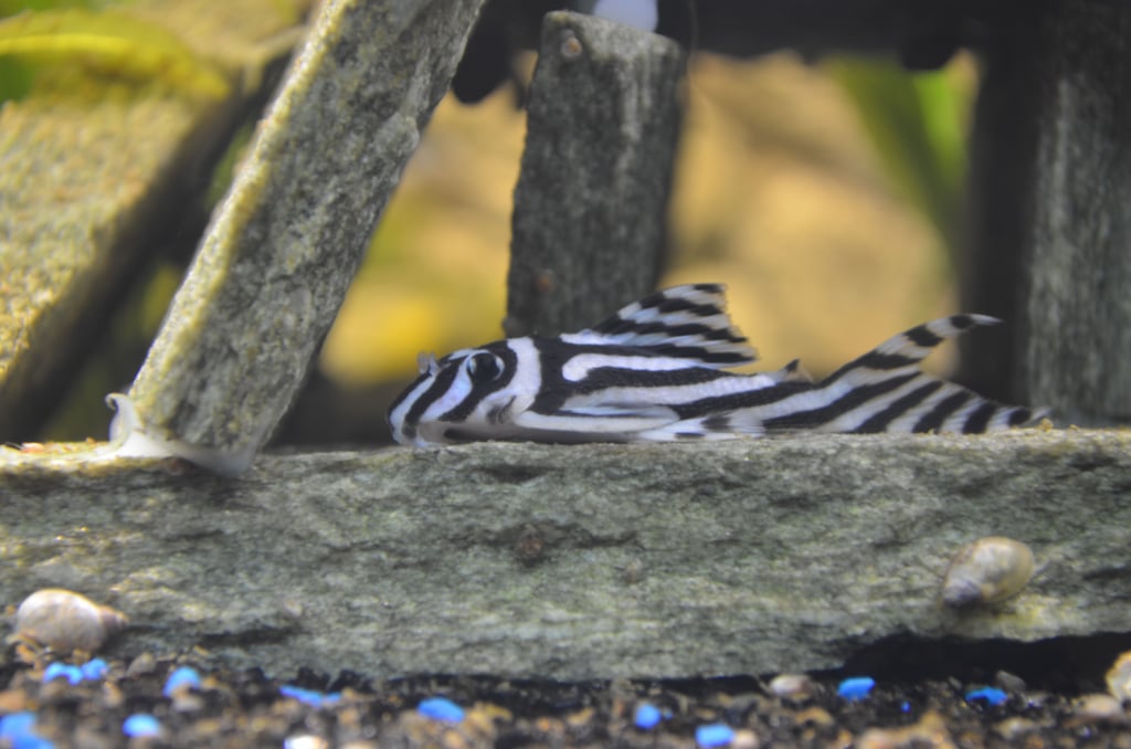 Warum Besitzer des Zebra-Welses ihre Exemplare nun melden müssen