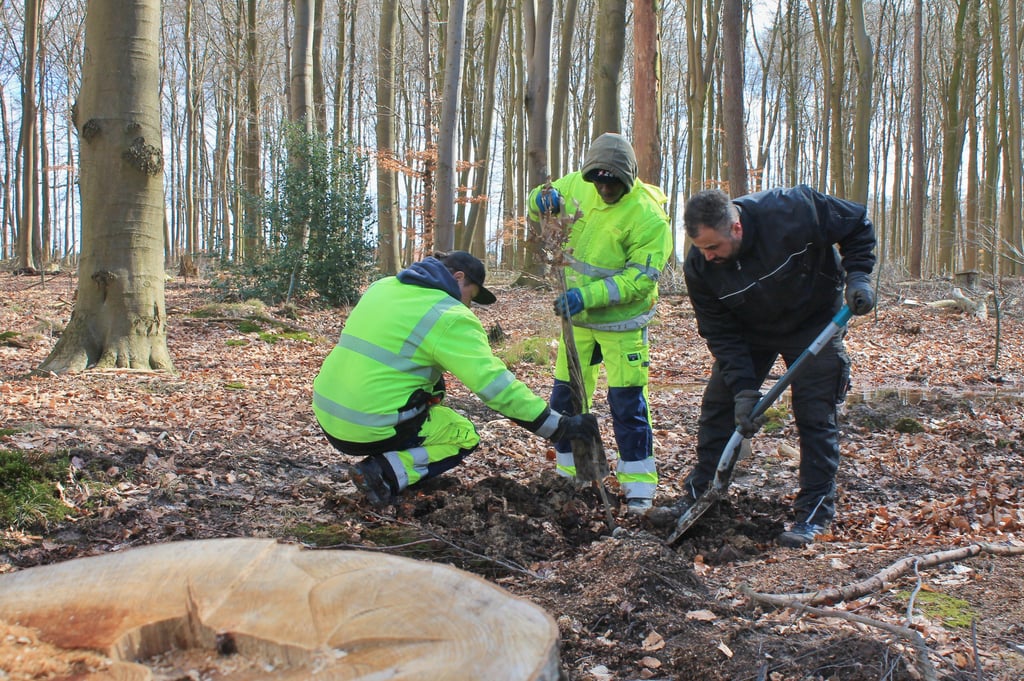 Nach Sturmschäden: Im Meierholz zwischen Bünde und Kirchlengern hat Aufforstung begonnen