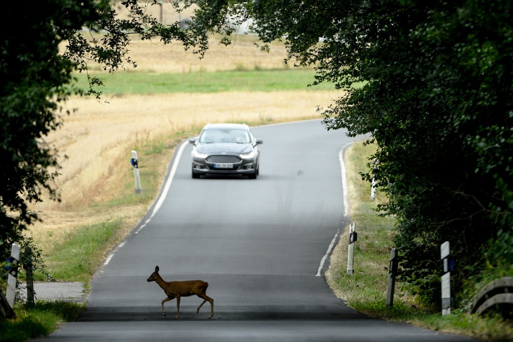 Polizei warnt: Deutlich mehr Wildunfälle im Münsterland