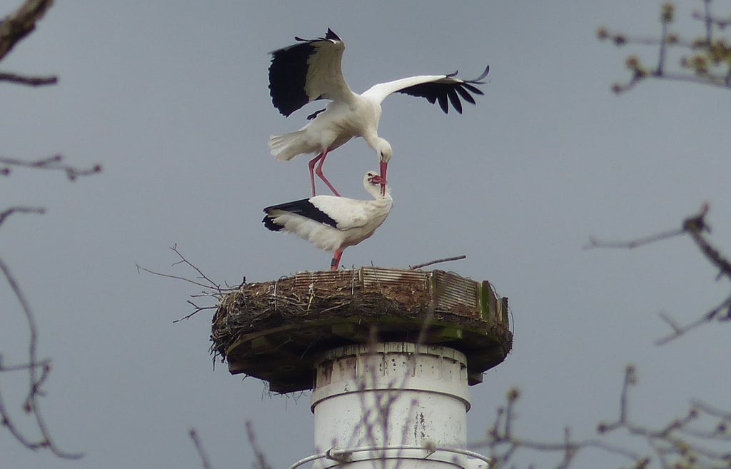 Hiddenhausen: Windfriedstörche bereiten Brut vor