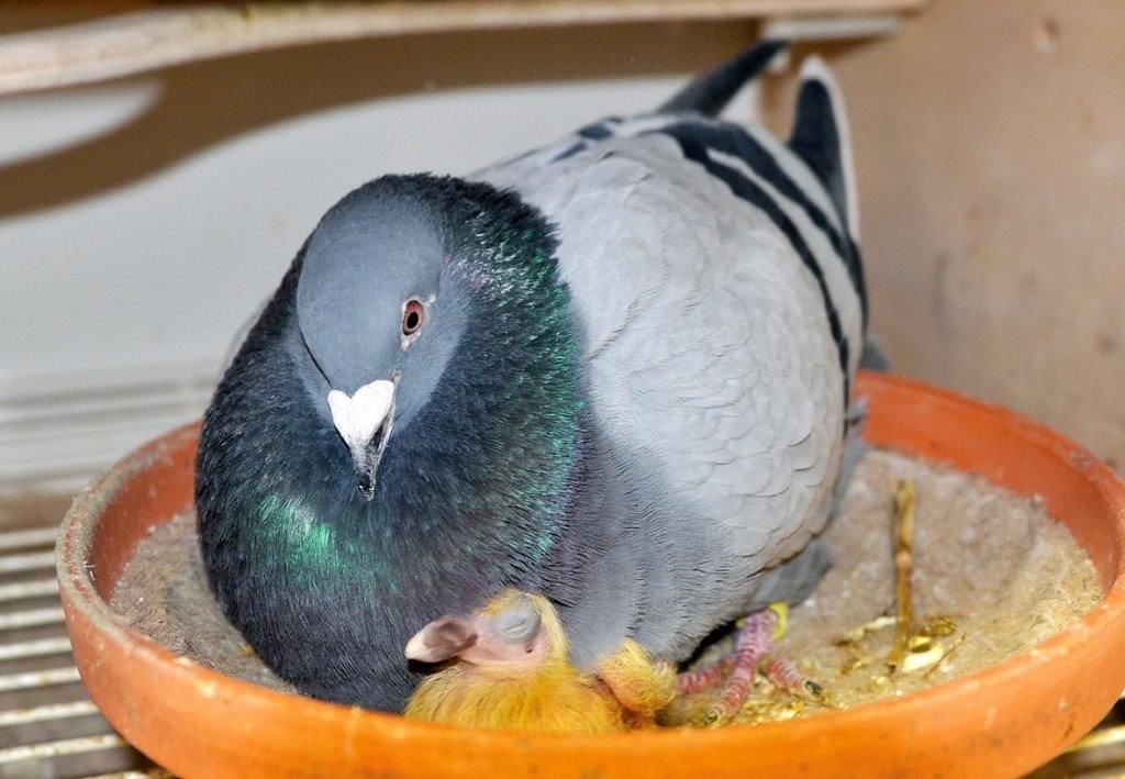 Heimische Brieftaubenzüchter stellen ihr Hobby in Albaxen vor