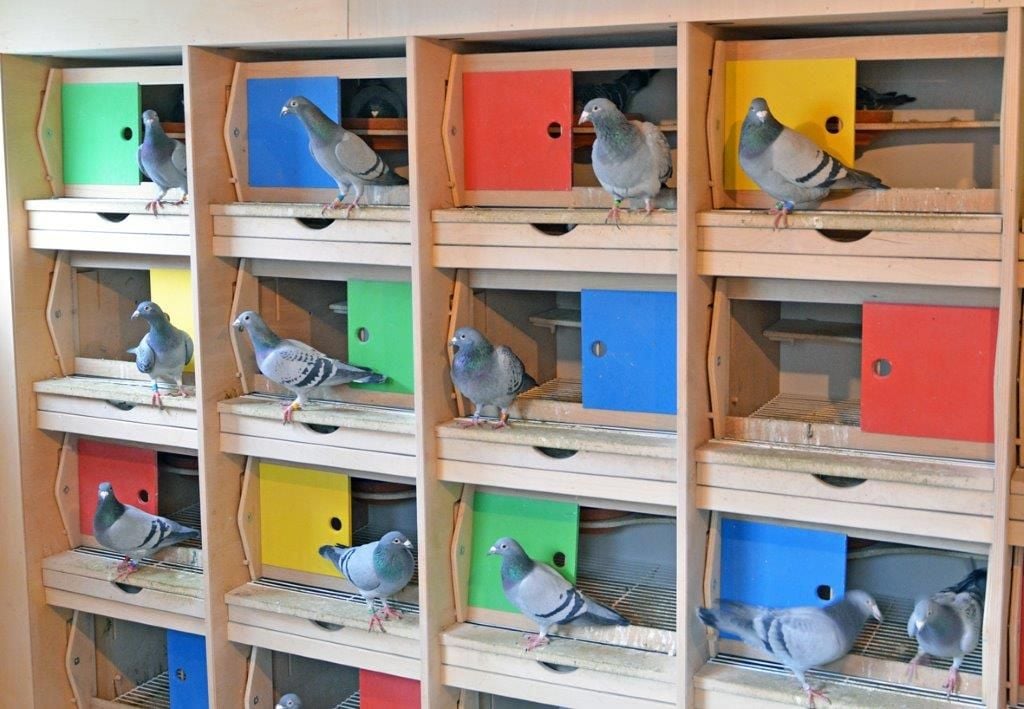 Heimische Brieftaubenzüchter stellen ihr Hobby in Albaxen vor